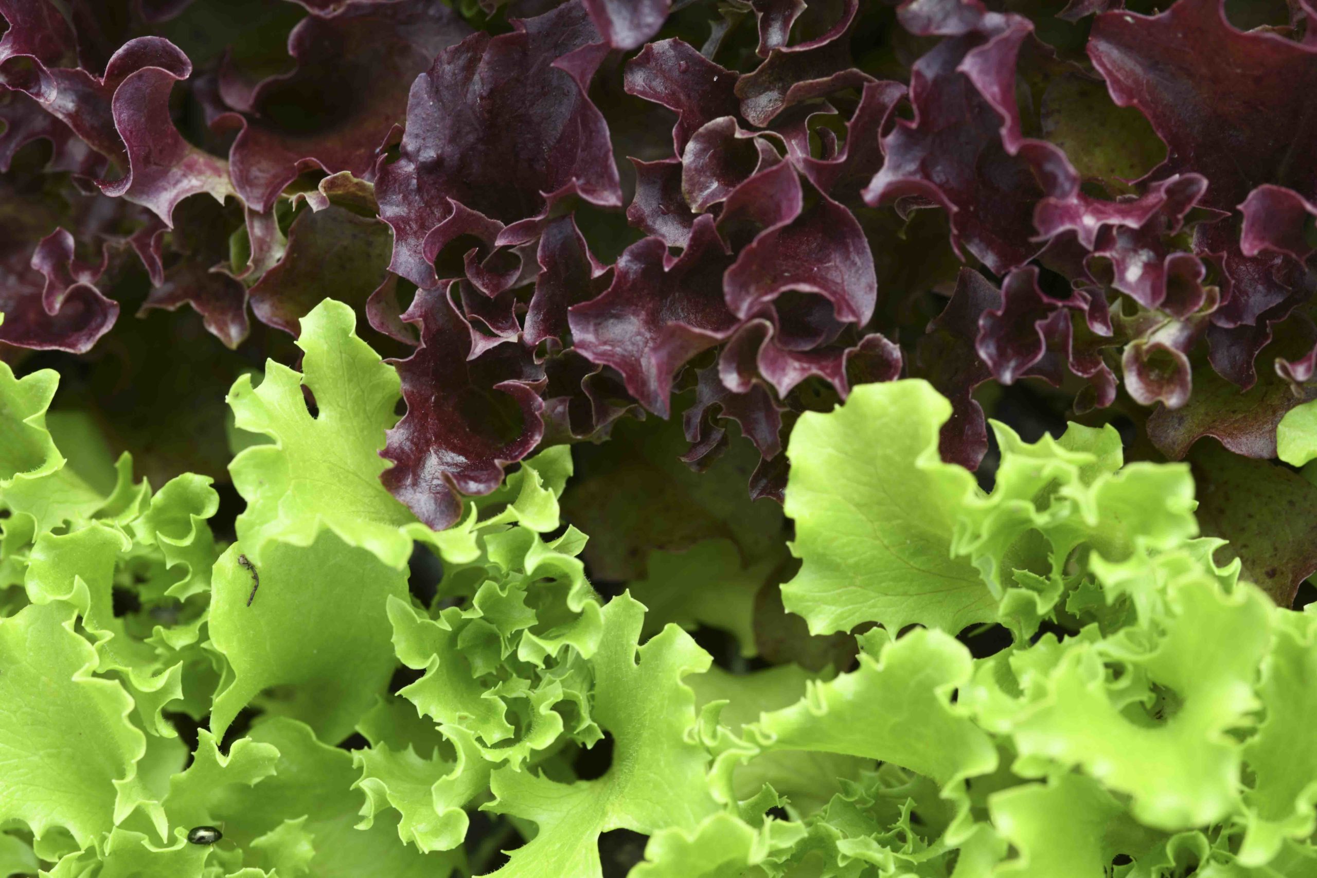 Participate in Variety Trials